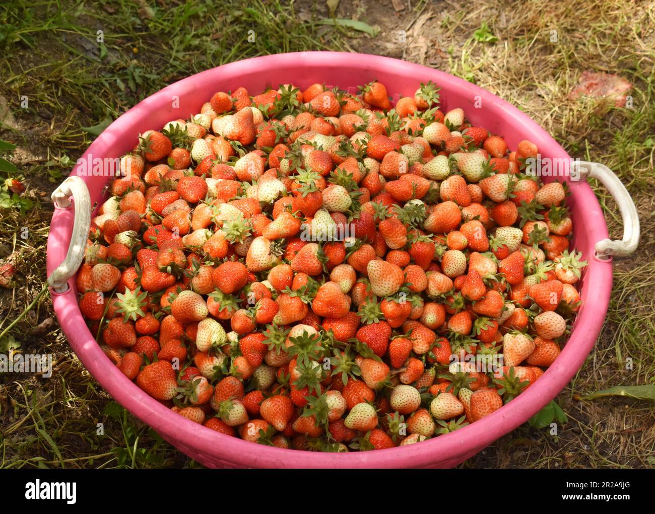 May 17, 2023, Srinagar, India:Farmers Harvest Strawberries in a Farm In ...