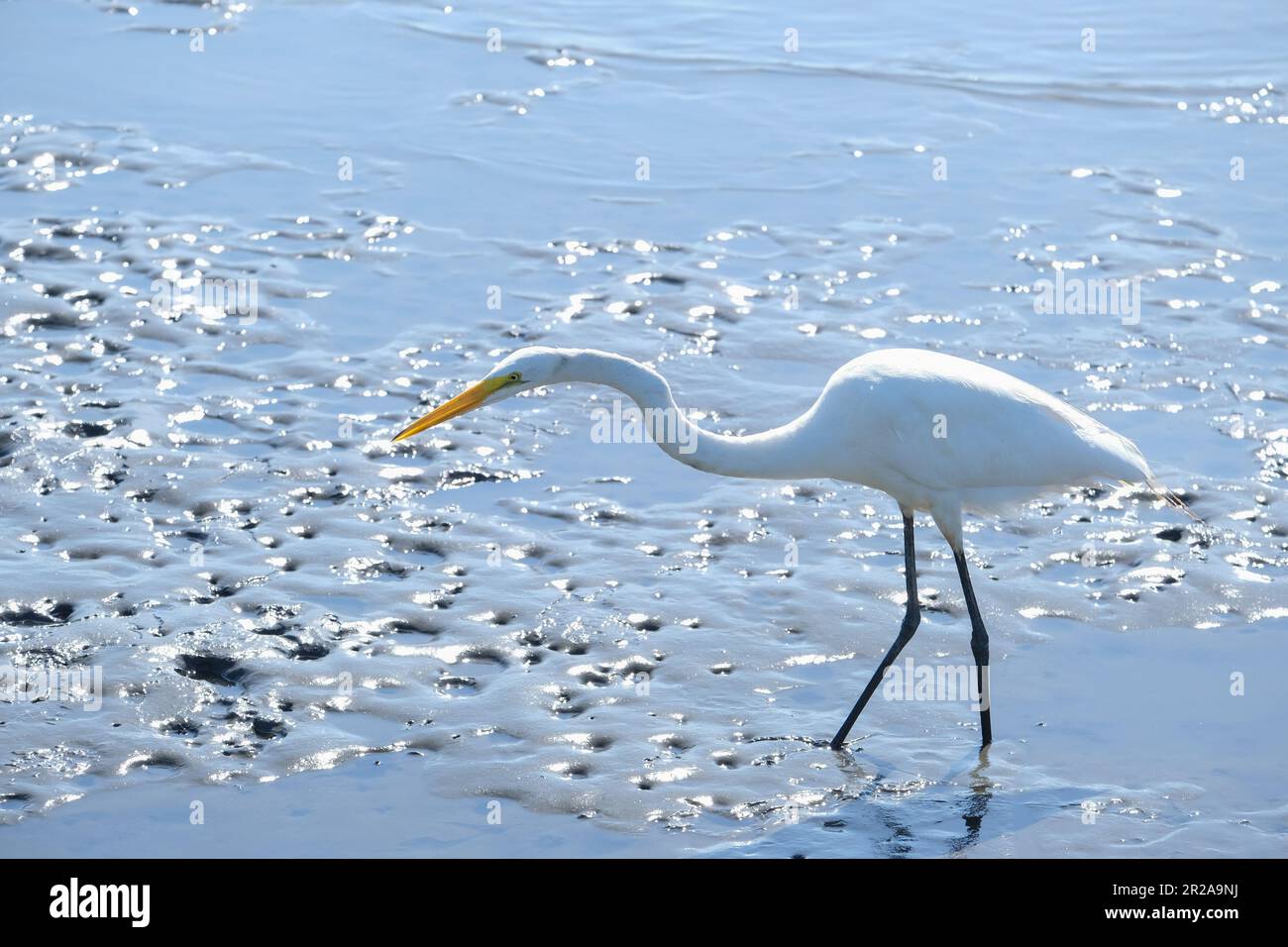 Long leg heron bird standing preying hunt on the water lake. Heron bird ...