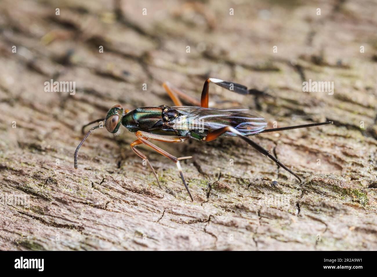 Metapelmatid Wasp (Metapelma spectabilis) - Female Stock Photo - Alamy
