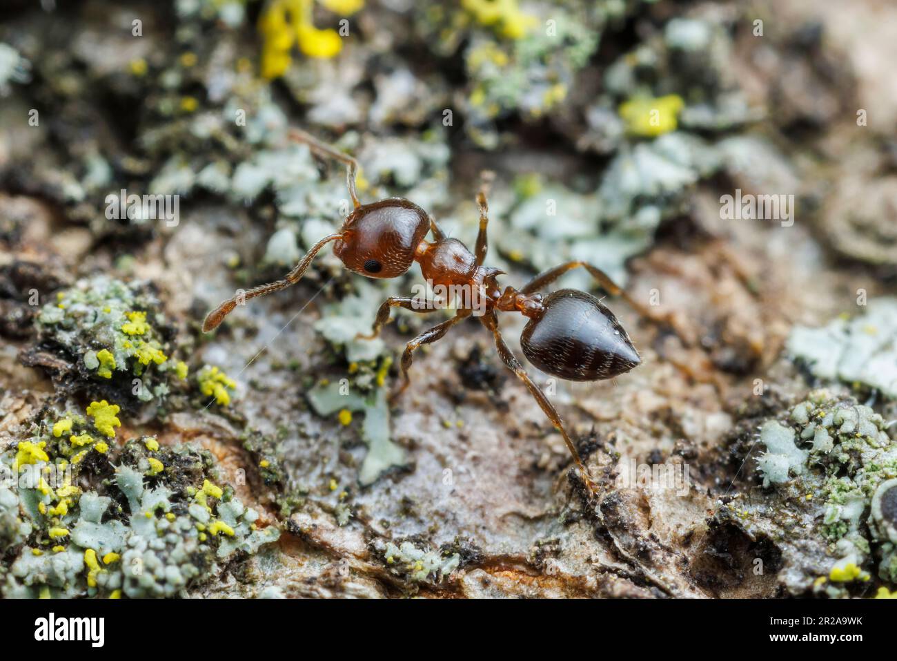 Acrobat ants hi-res stock photography and images - Alamy