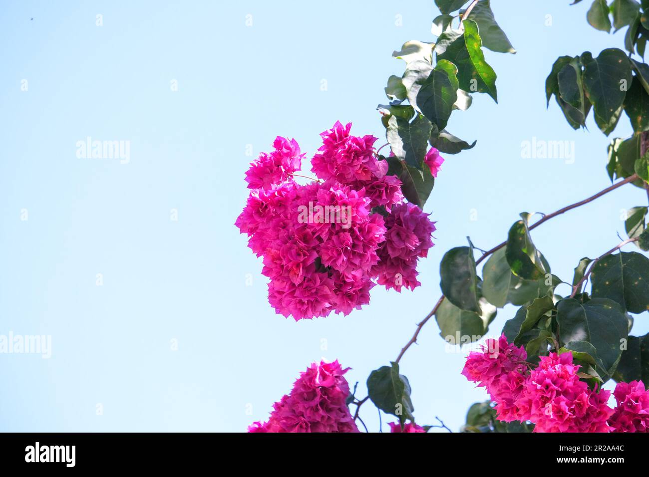 Lagerstroemia lagerstroemia speciosa lythraceae tree hi-res stock ...