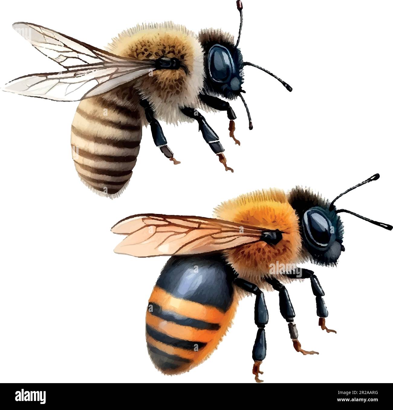 Colorful bee watercolor in beautiful style. Hand drawn vector ...