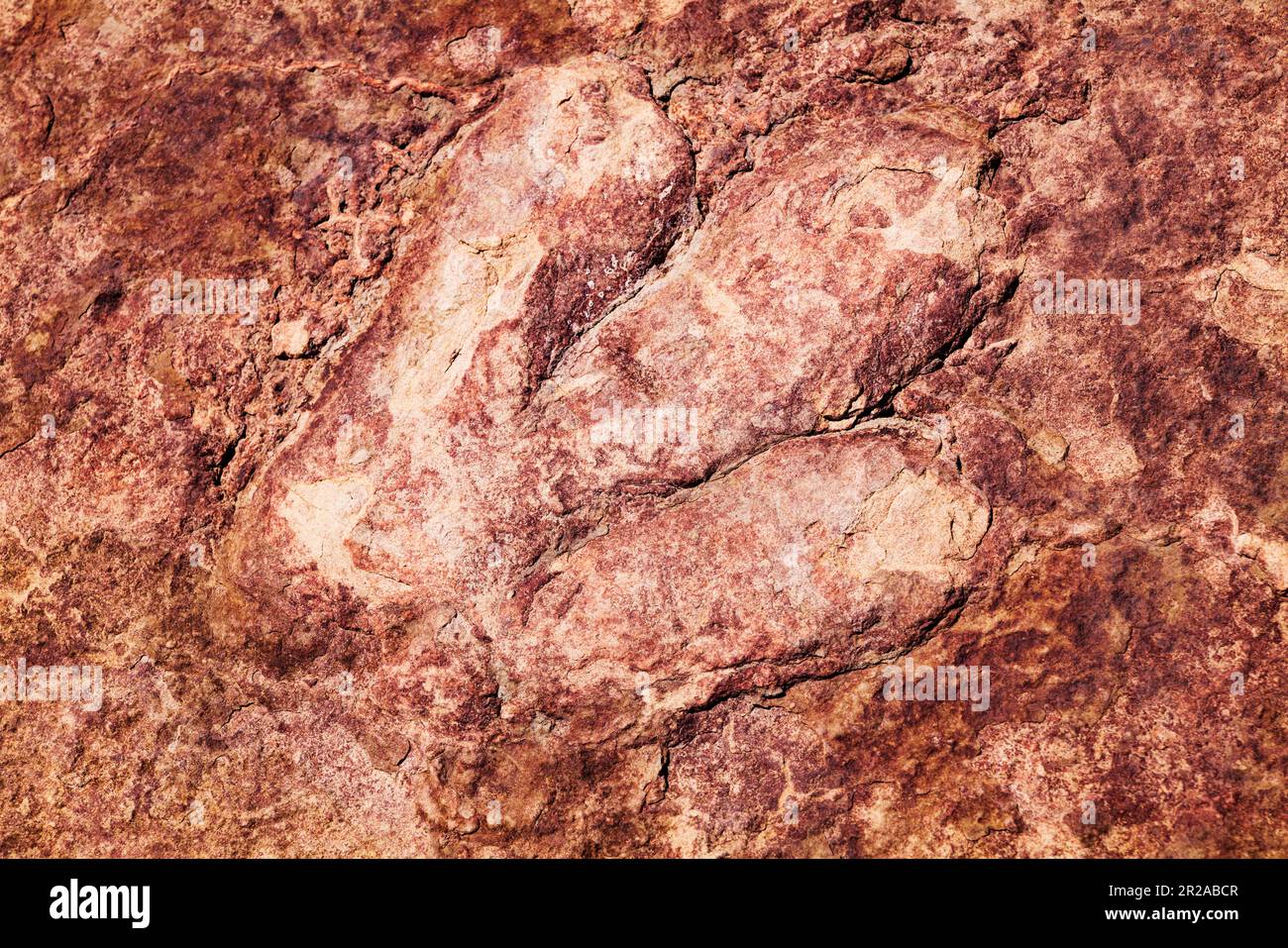 Dinosaur foot prints in ancient sandstone hi-res stock photography and ...