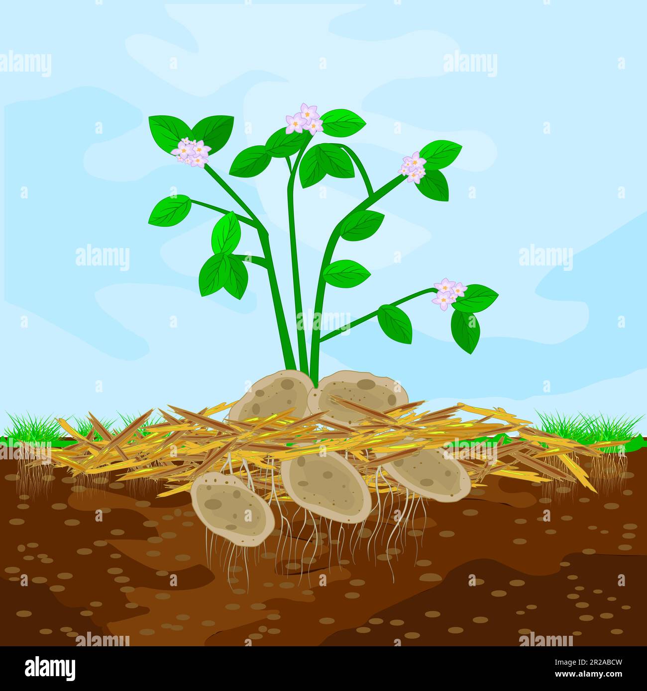 Potato Plant Clip Art
