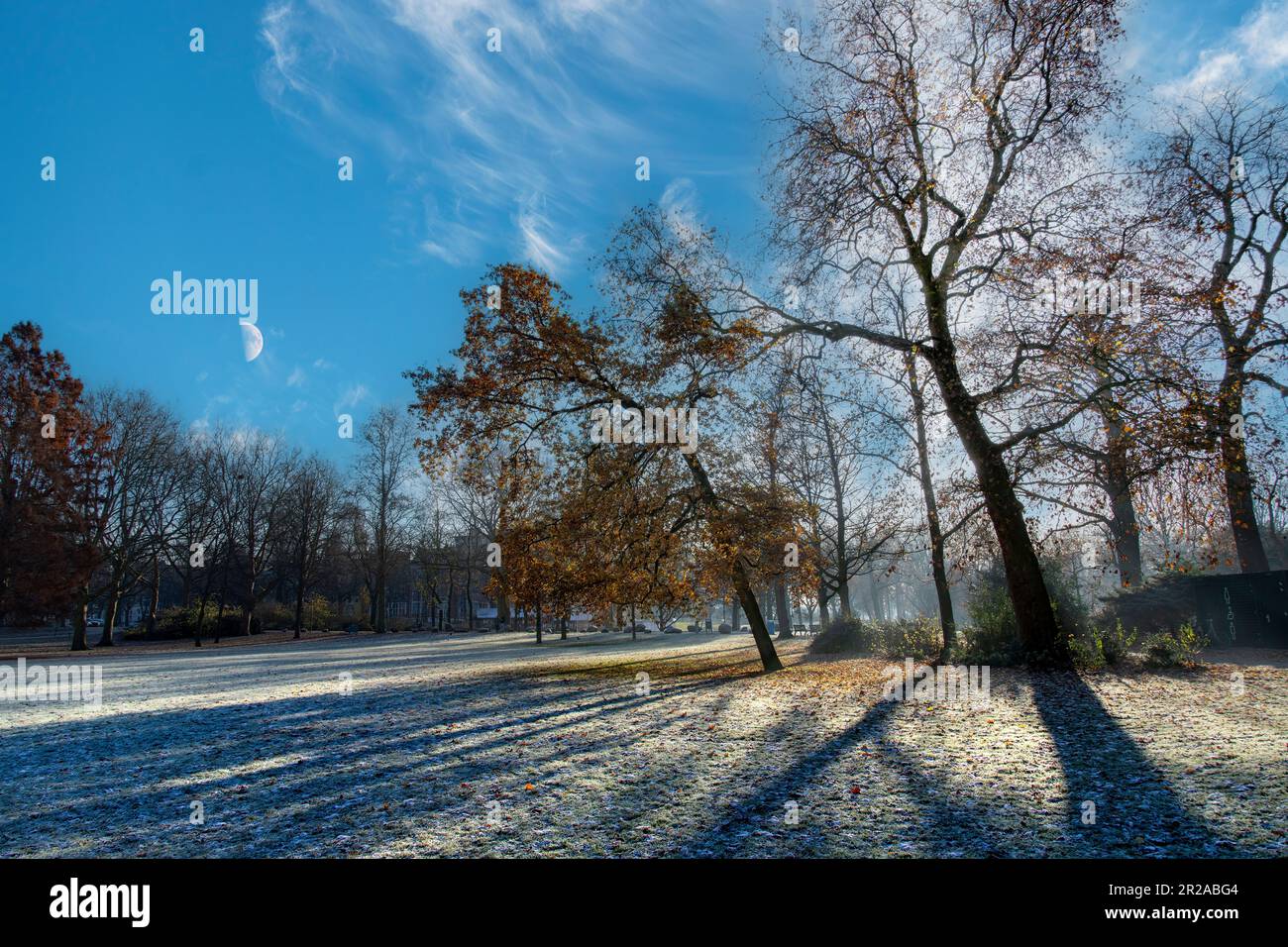 Backlit view of trees in a park during early winter with leaves still ...