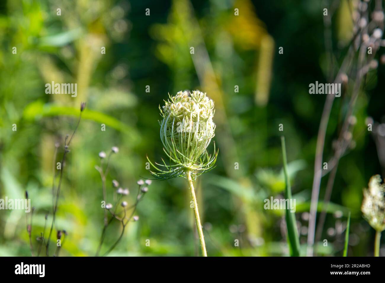 Close up of a dried Wild carrot head (Daucus carota) or Queen Anne's ...