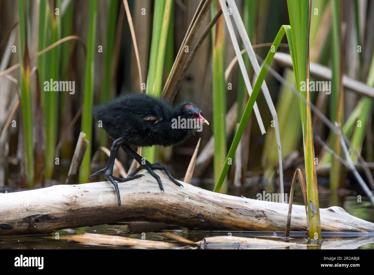 Baby bird of Common moorhen (Gallinula chloropus) in its natural ...
