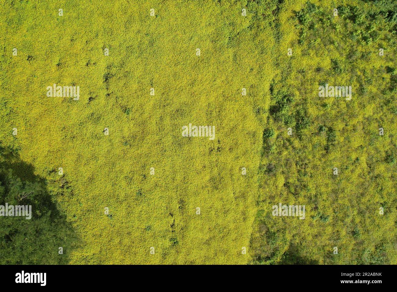 Yellow blooming landscape aerial drone top view. Texture of yellow ...