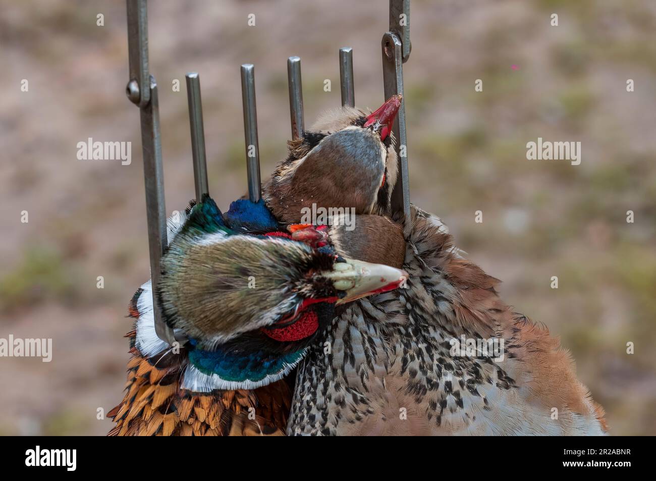 A Pheasant and a brace (two) French Partridge being carried in a game ...