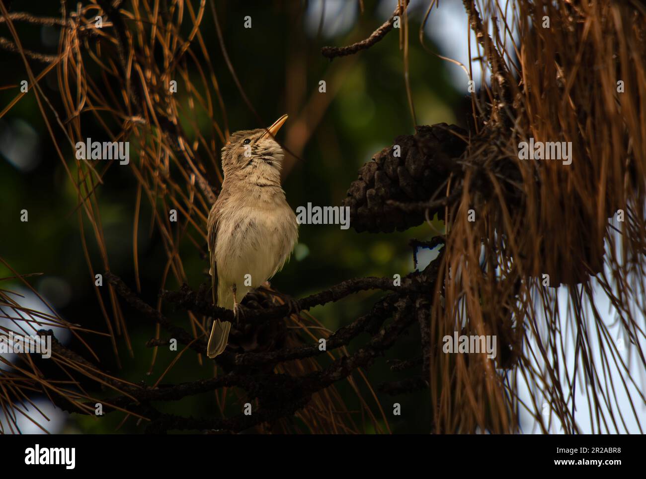 bush reed bird chirping in the tree Stock Photo - Alamy