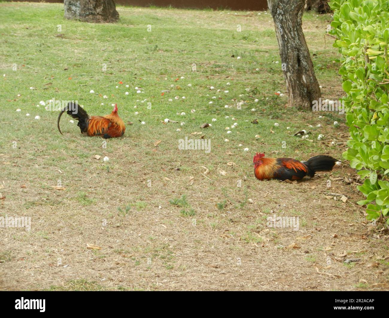 Roosters hi-res stock photography and images - Alamy