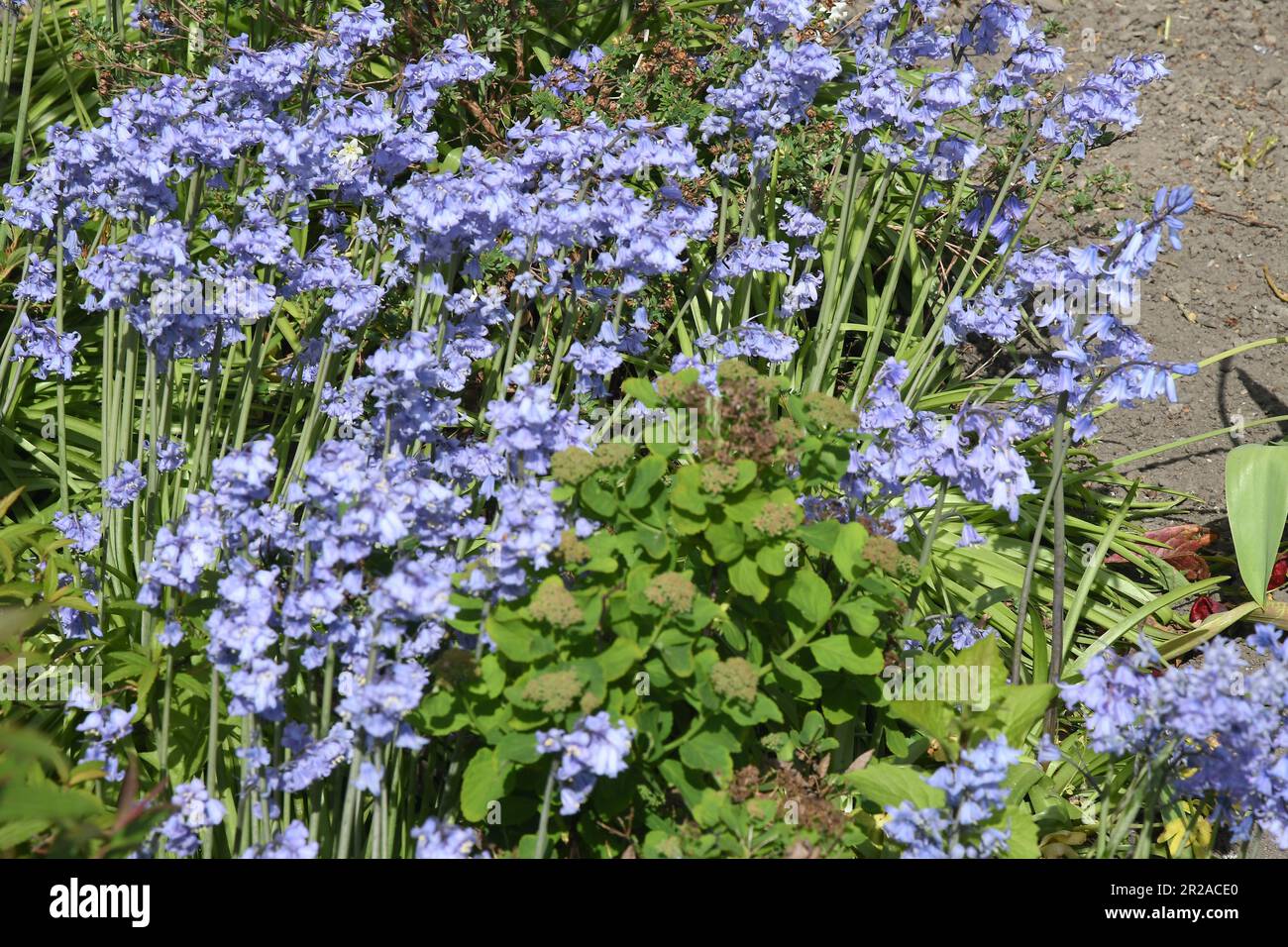 mAY 18,2023/ Various flowers typies of fowers and and planst in home ...