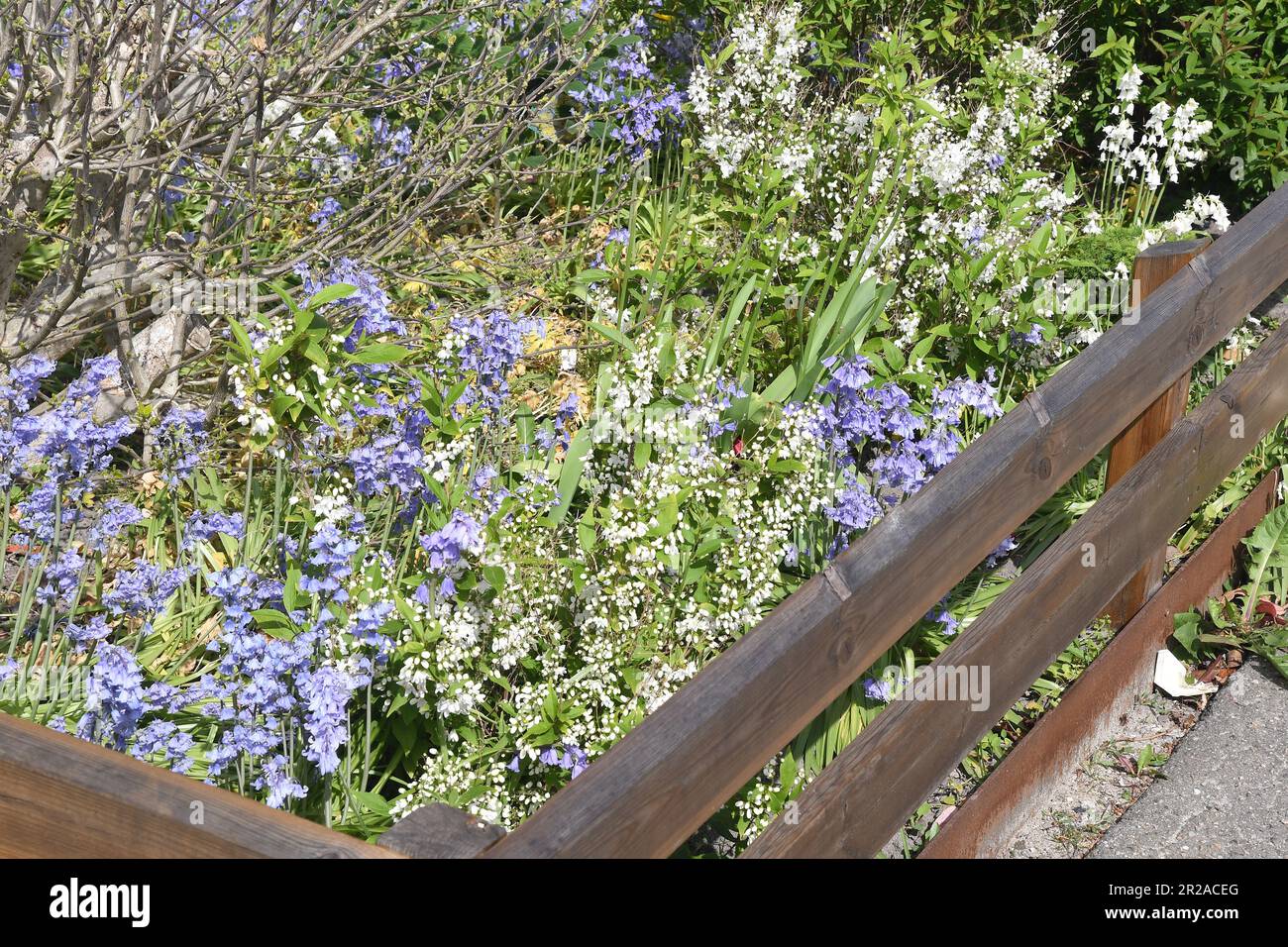 mAY 18,2023/ Various flower types and olor and planst in tiny home ...
