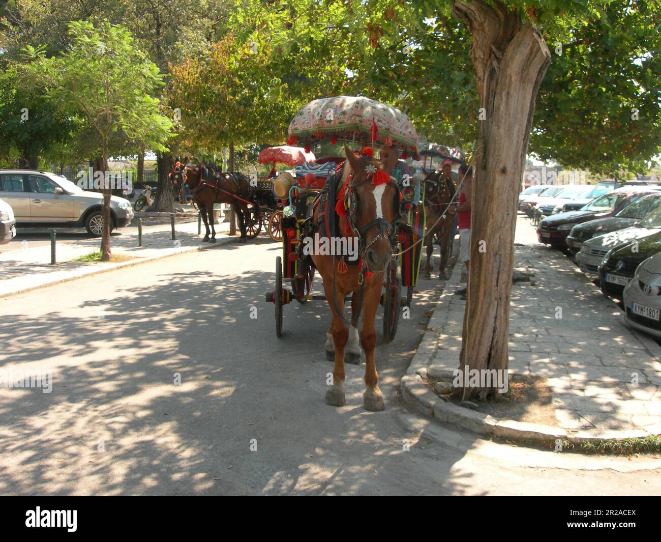 A collection of horses and carriages standing in a line under trees ...
