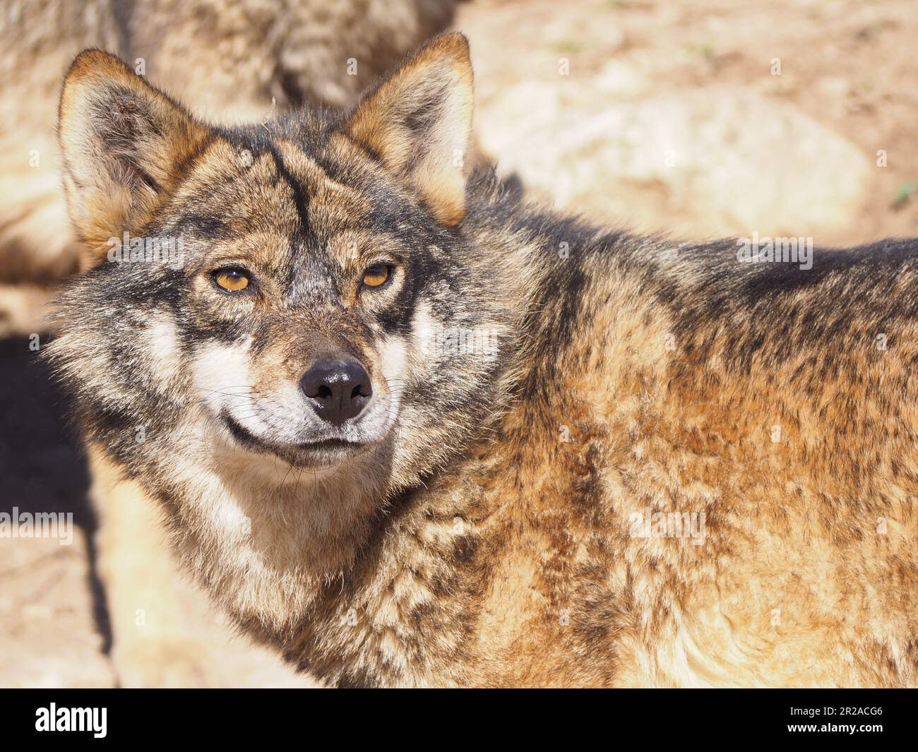 Wolf spain hi-res stock photography and images - Alamy