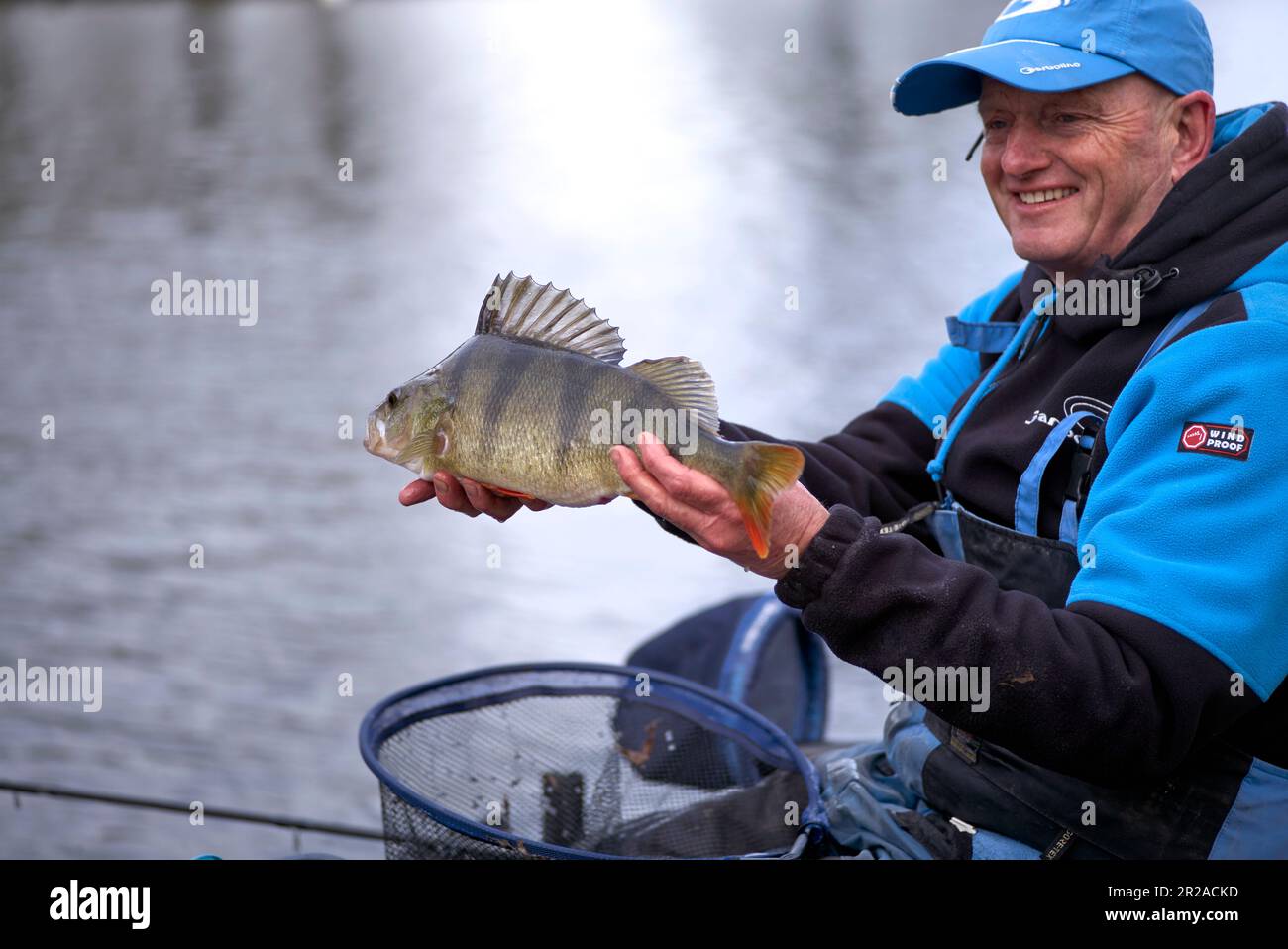 Coarse fisherman displaying catch of a Perch fish, P. fluviatilis ...
