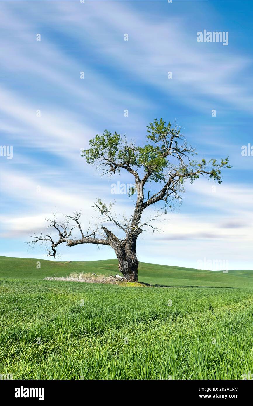 Picturesque tree stands hi-res stock photography and images - Alamy