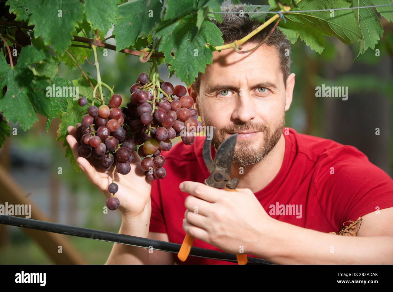 Grape farmer cutting grapes. Farmer holding grapes in hand in the vineyard. young man cutting ...