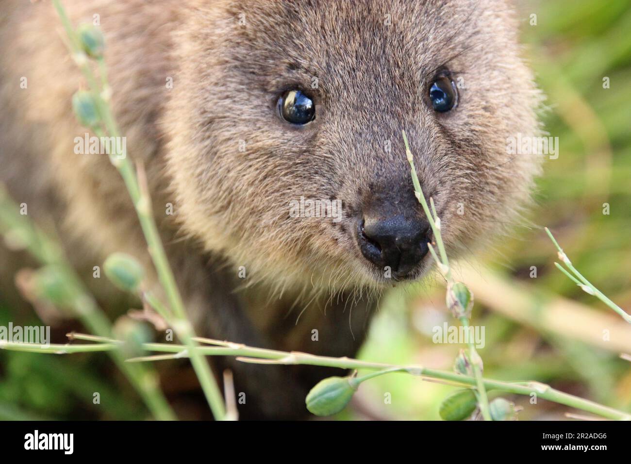 quokka at rottnest island in australia Stock Photo - Alamy