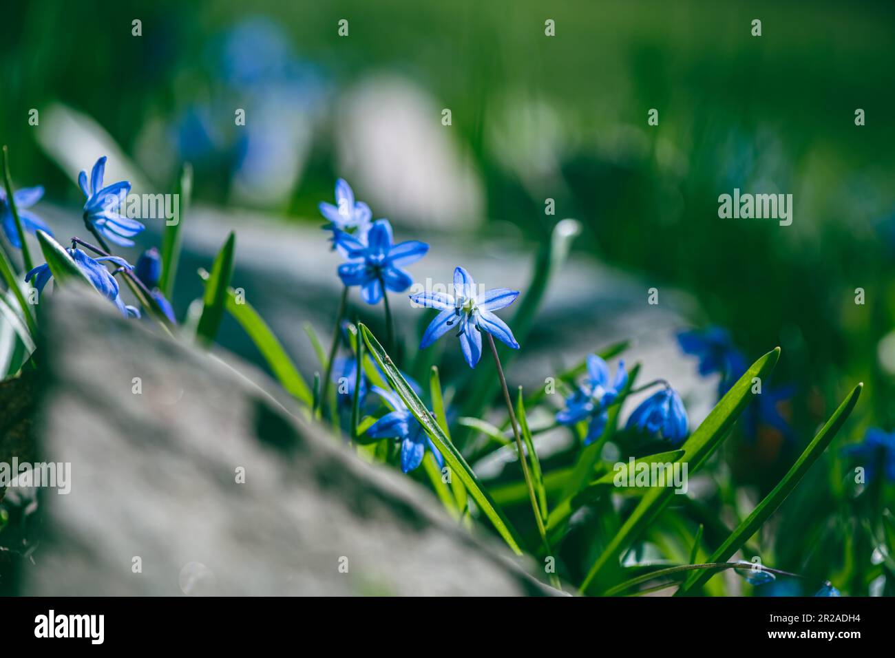 spring blue flower of Siberian scilla Stock Photo - Alamy