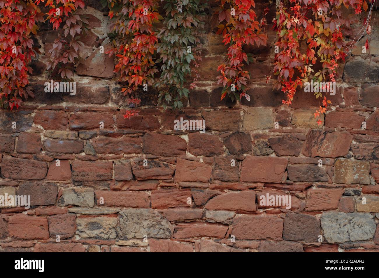 red medieval stone wall with red ivy. Autumn background with copyspace ...