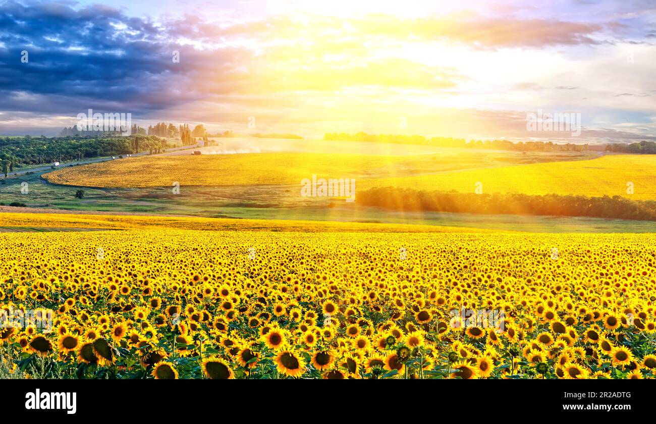 Picturesque Sunset over the field of sunflowers. Sunflower harvest at ...