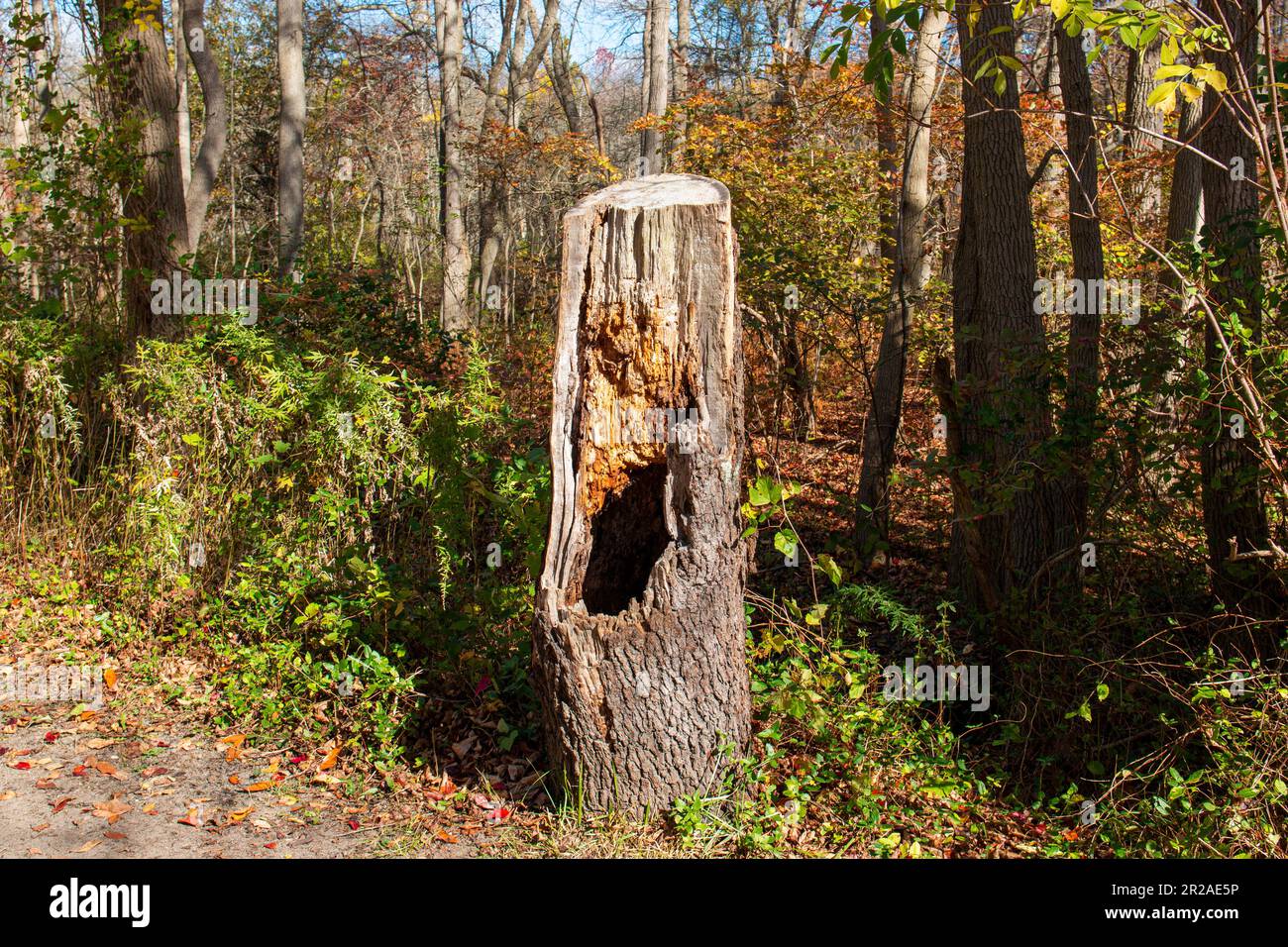 Old rotted tree stump on a path in the woods on the main path in Gardiners PArk Bay Shore Long ...
