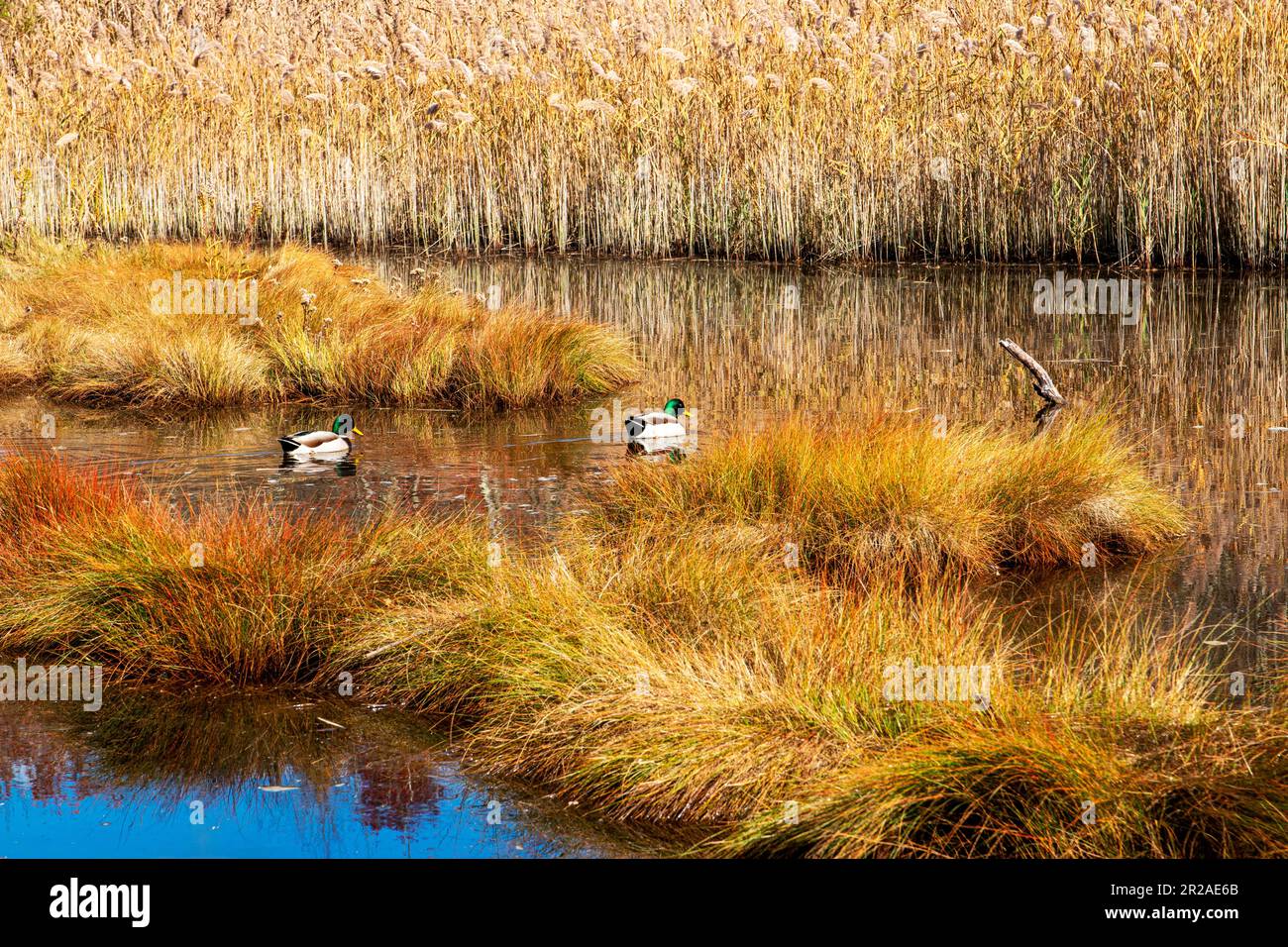 Ducks floating around colorful common reed in the marsh wetland areas ...