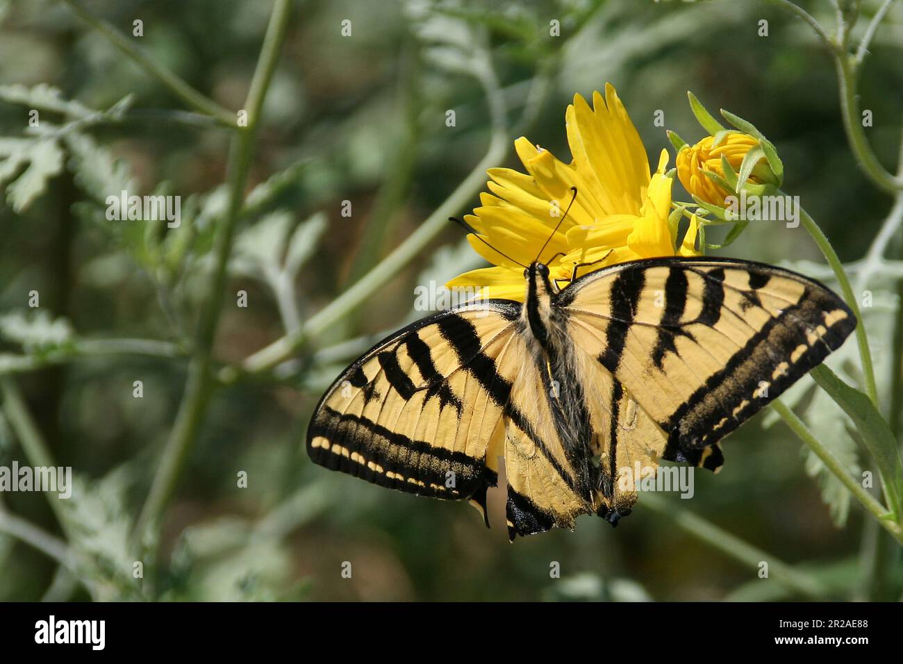 Desert black swallowtail hi-res stock photography and images - Alamy