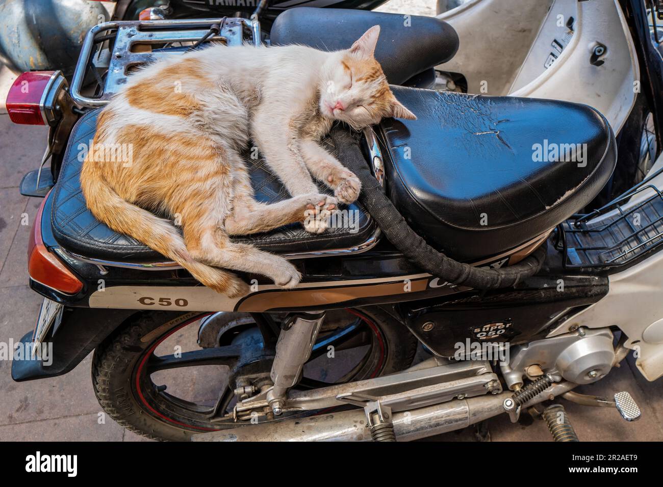 Cat sleeping on a motorbike seat, Marrakech, Morocco Stock Photo - Alamy