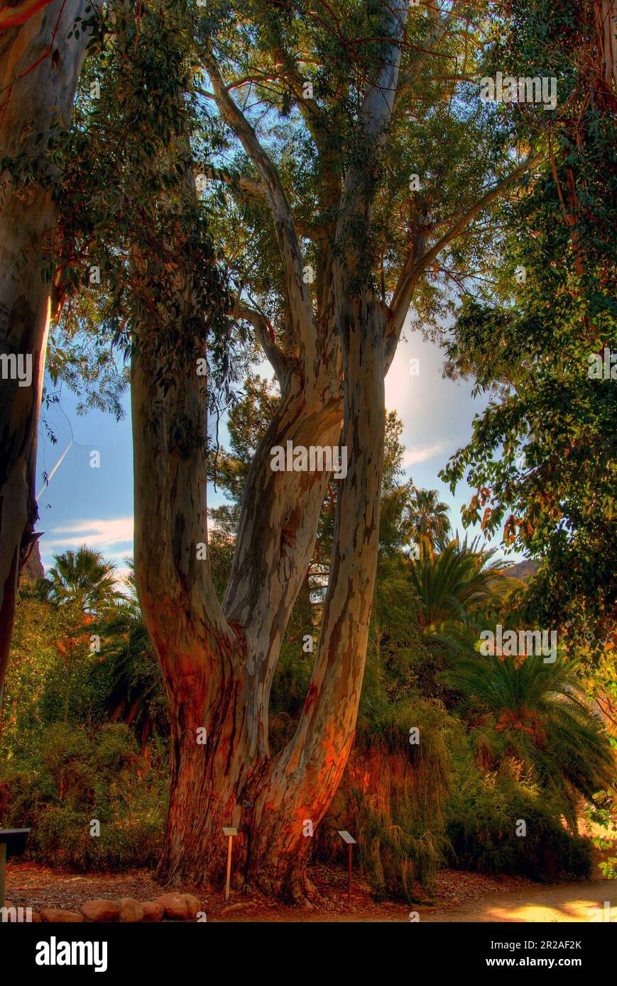 Large tree growing in the desert valley Stock Photo - Alamy