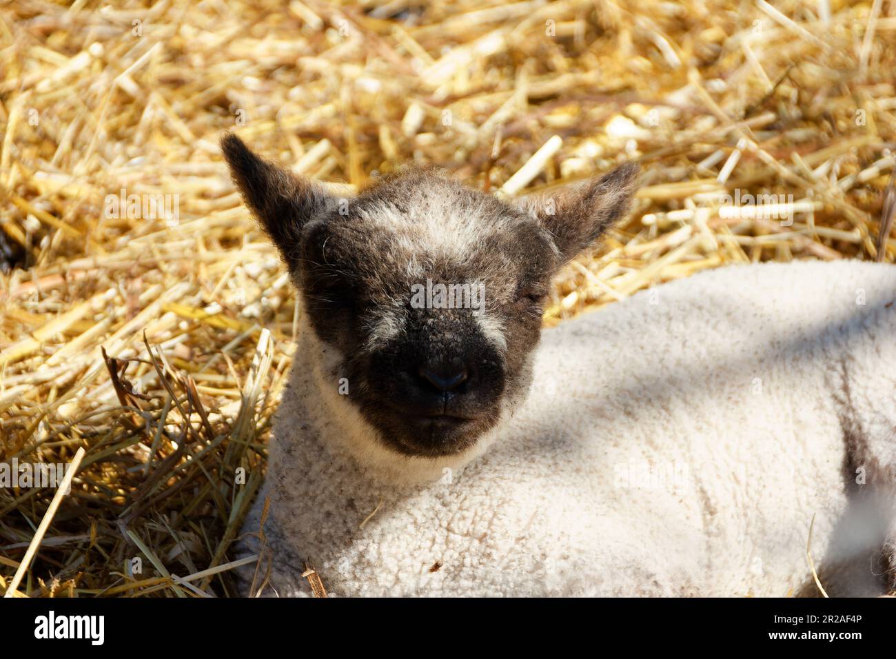 sleeping young lamb lying on top of straw Stock Photo - Alamy