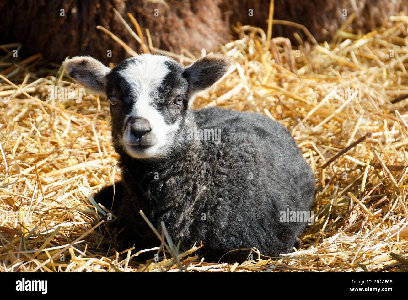 sleeping young lamb lying on top of straw Stock Photo - Alamy