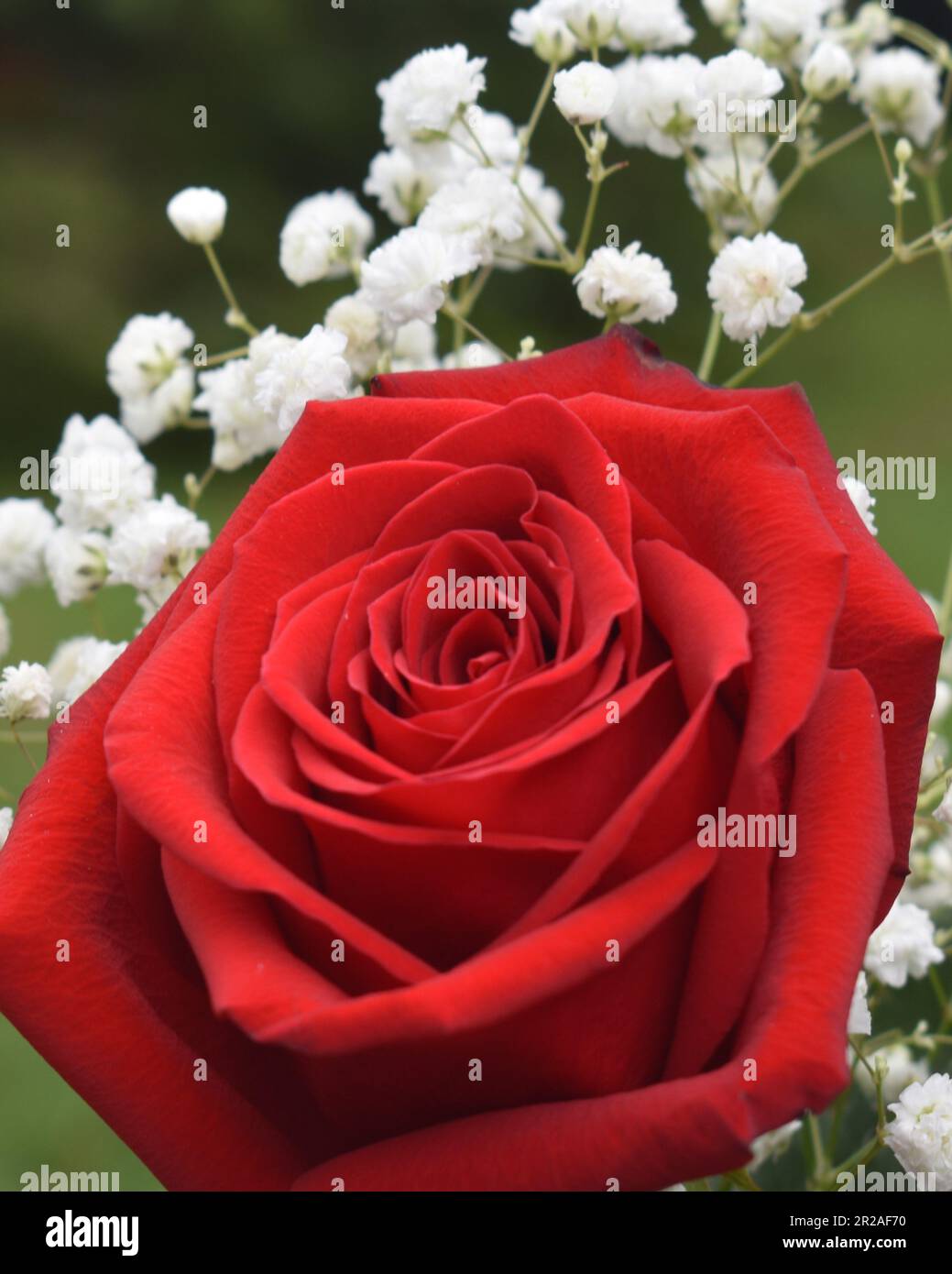 A single red rose with a background of babies' breath flowers makes a ...