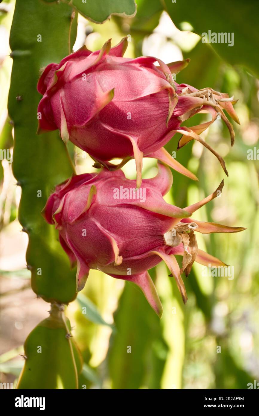 Dragon fruit tree hi-res stock photography and images - Alamy