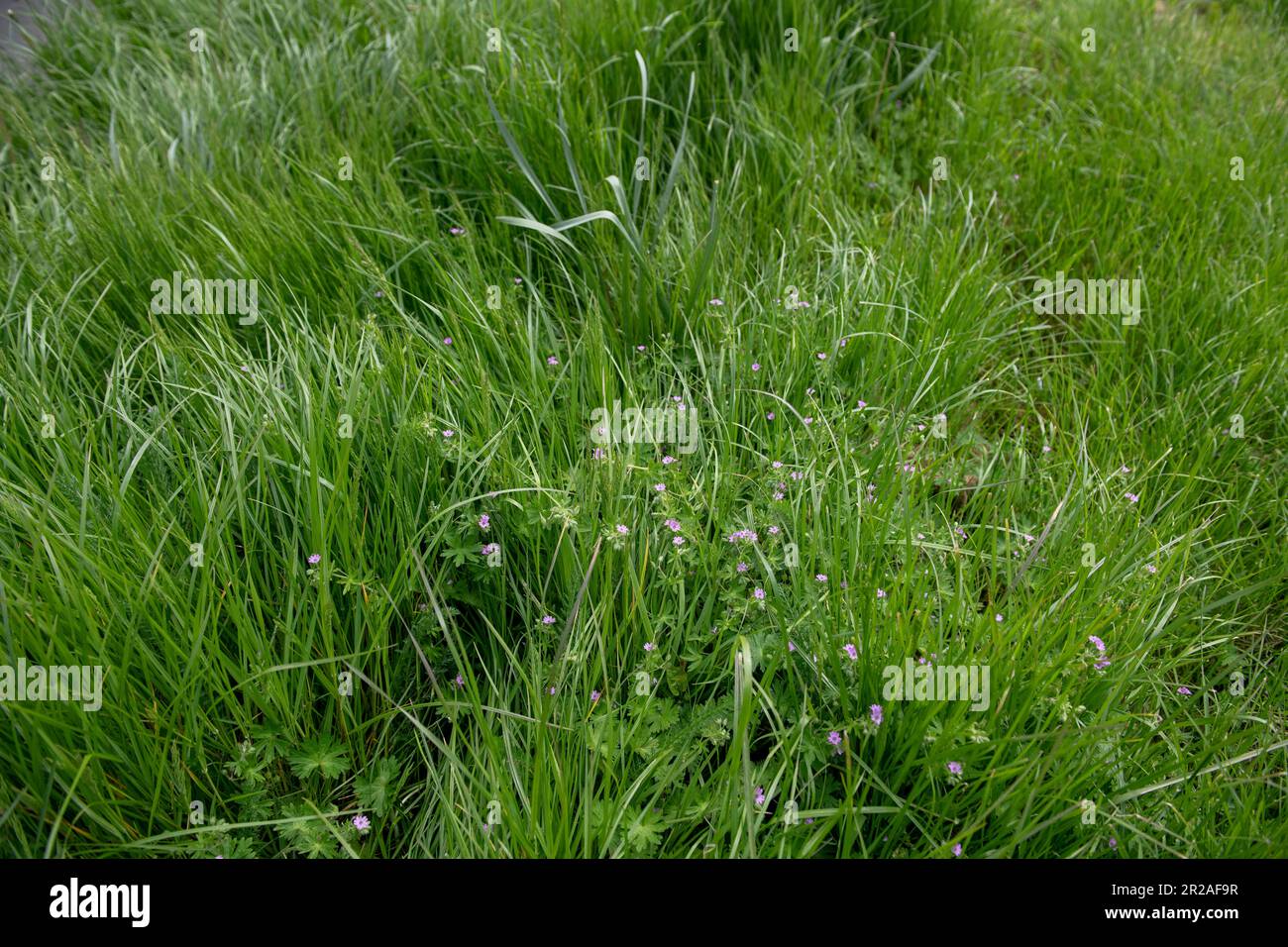 Harrow council is taking part in NO MOW MAY, a Plantlife initiative, in ...