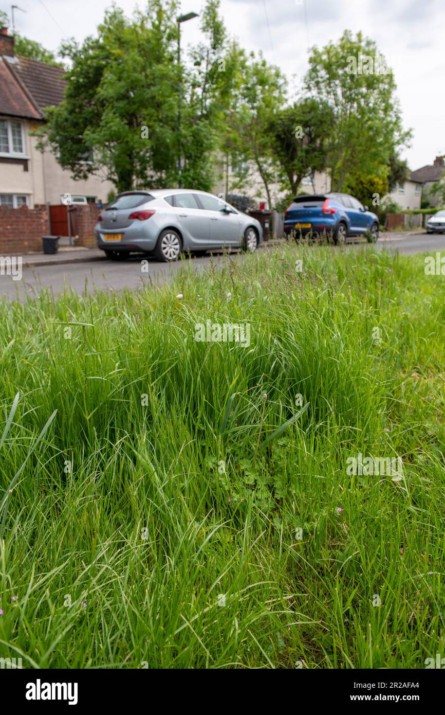 Harrow council is taking part in NO MOW MAY, a Plantlife initiative, in ...
