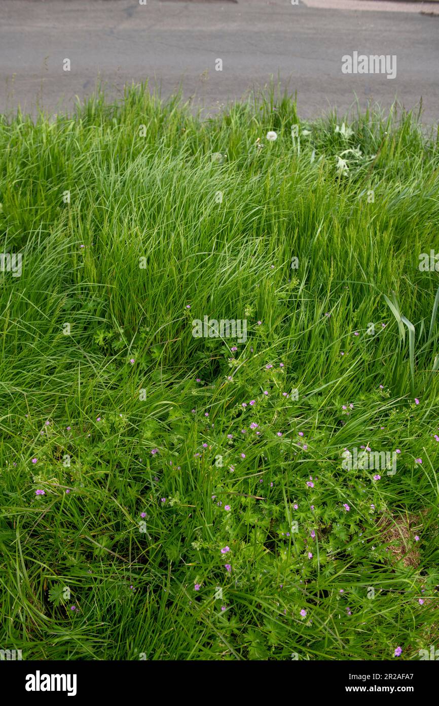 Harrow council is taking part in NO MOW MAY, a Plantlife initiative, in ...