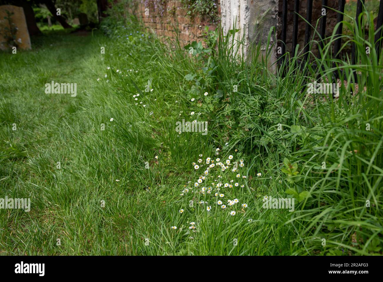 Cemetery long grass for wildlife hi-res stock photography and images ...