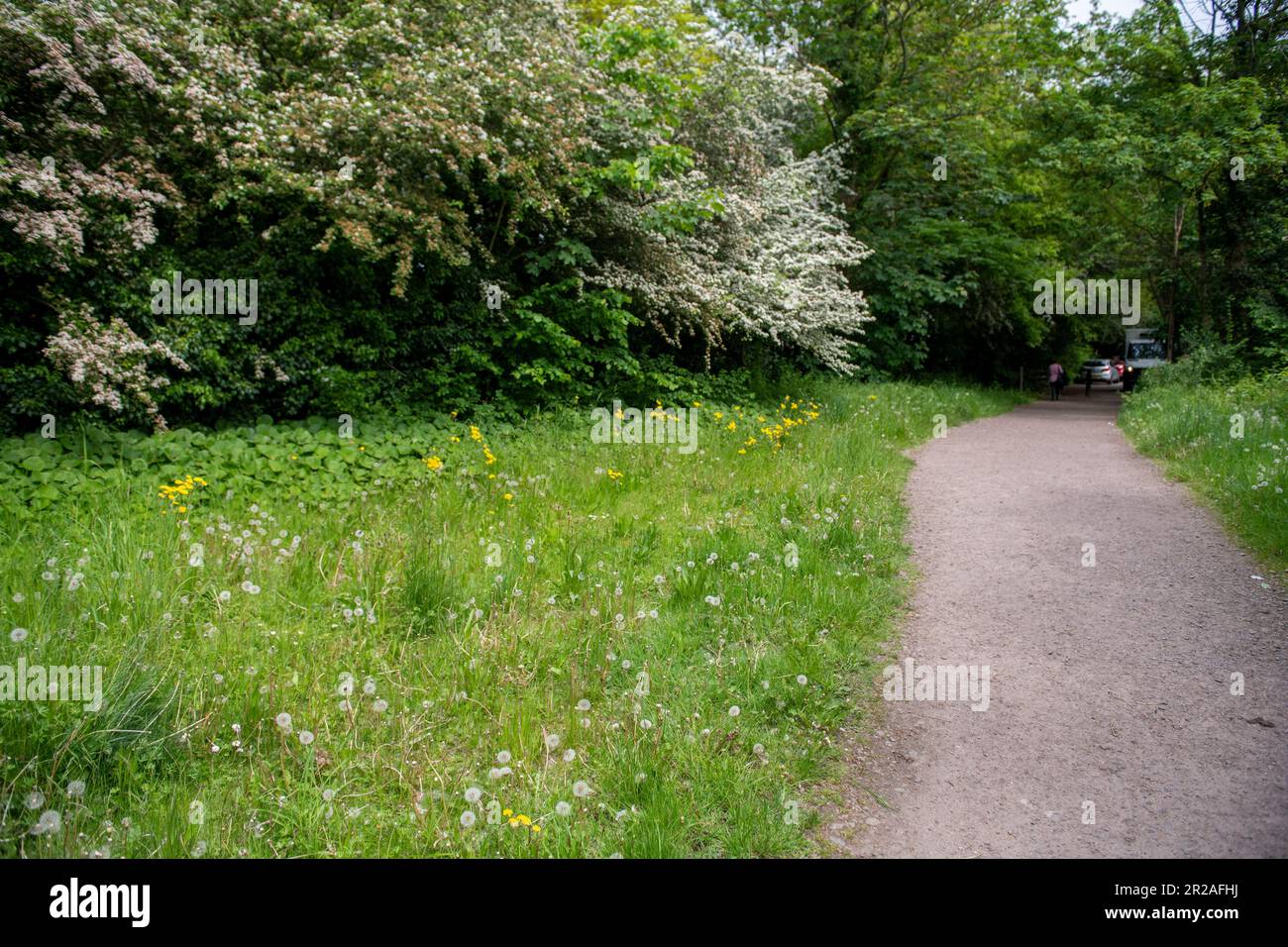 Harrow council is taking part in NOMOWMAY, a Plantlife initiative, in ...