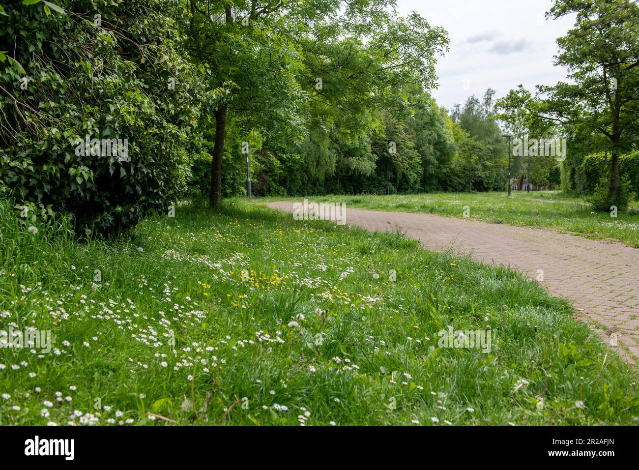 Harrow council is taking part in NOMOWMAY, a Plantlife initiative, in ...
