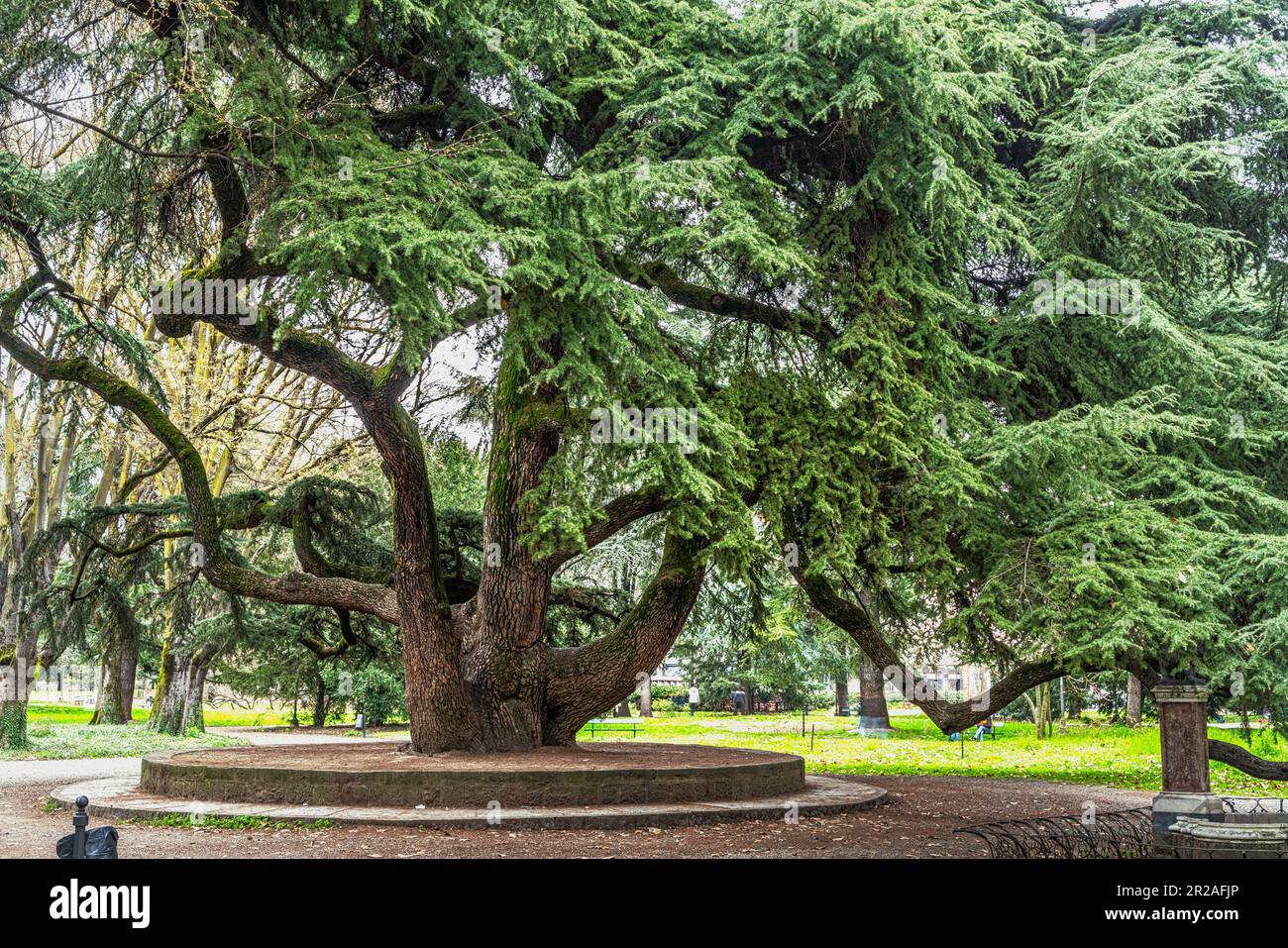 Cedar of Lebanon, monumental tree in the People's Park, public gardens ...