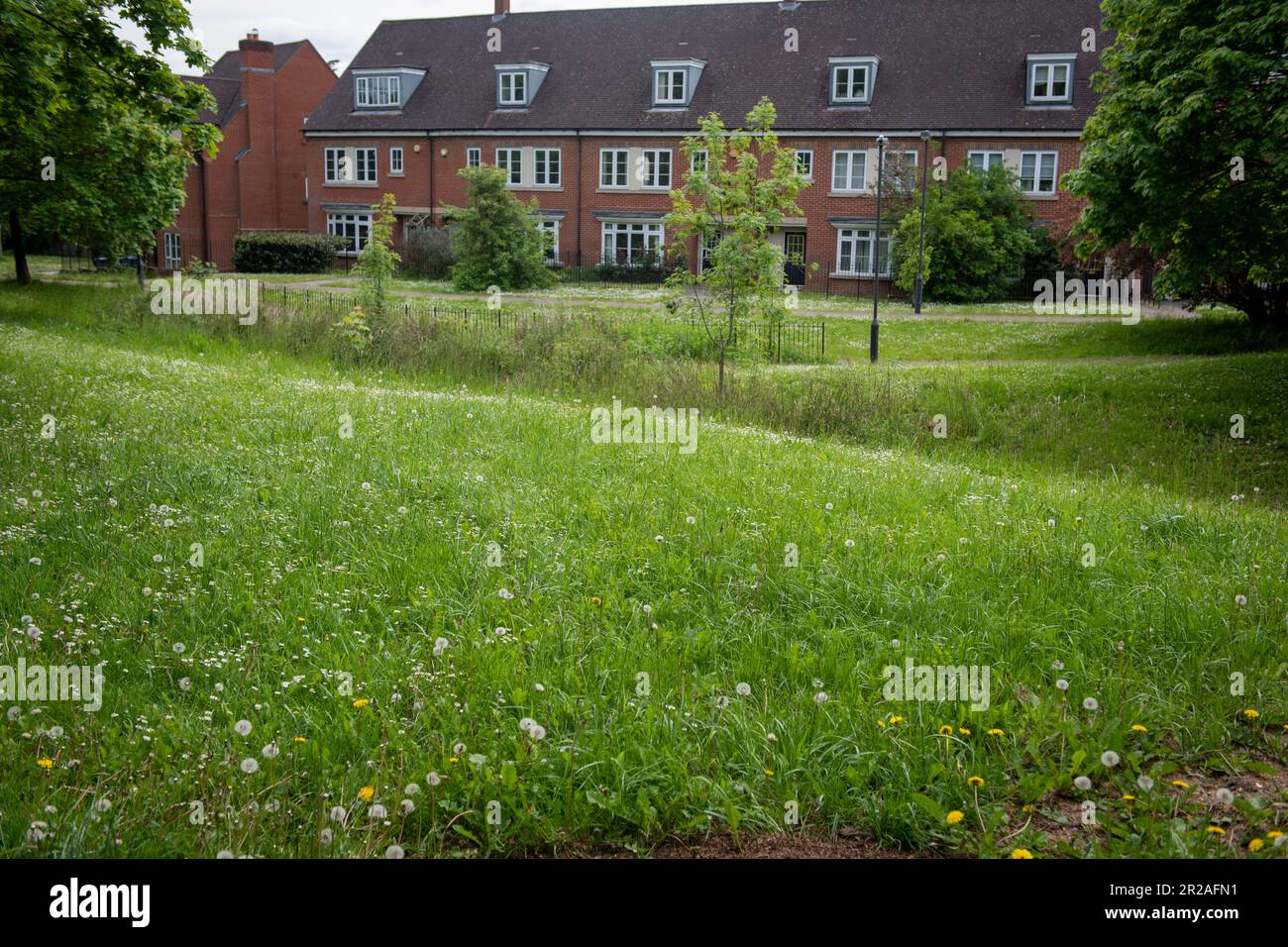 Harrow council is taking part in NOMOWMAY, a Plantlife initiative, in ...