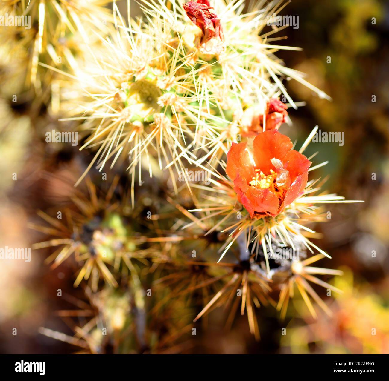 Cholla cactus close up Sonora desert mid spring with red blossom Stock ...
