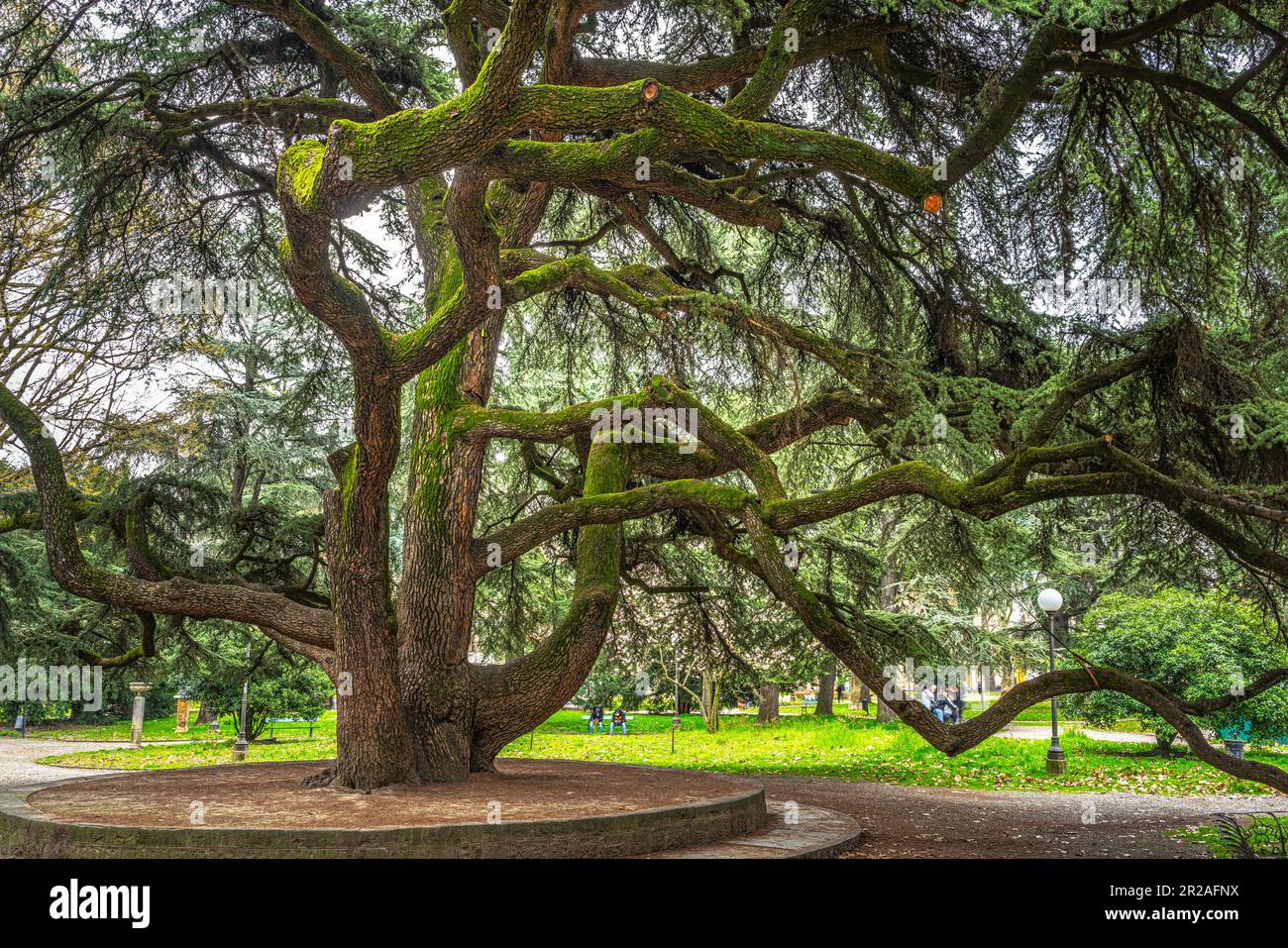 Cedar of Lebanon, monumental tree in the People's Park, public gardens ...