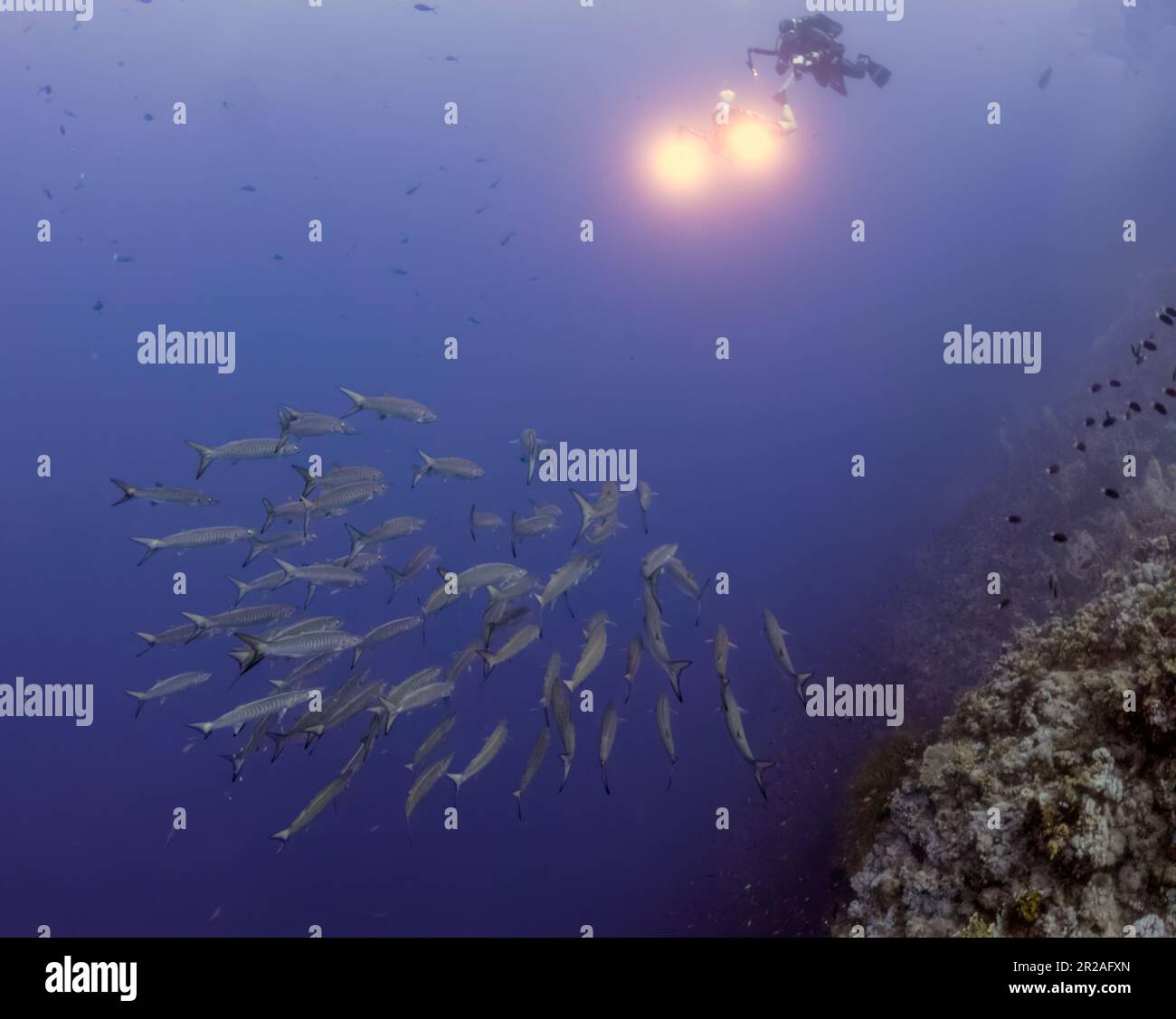 A diver approaching a school of Blackfin Barracuda (Sphyraena qenie) in ...
