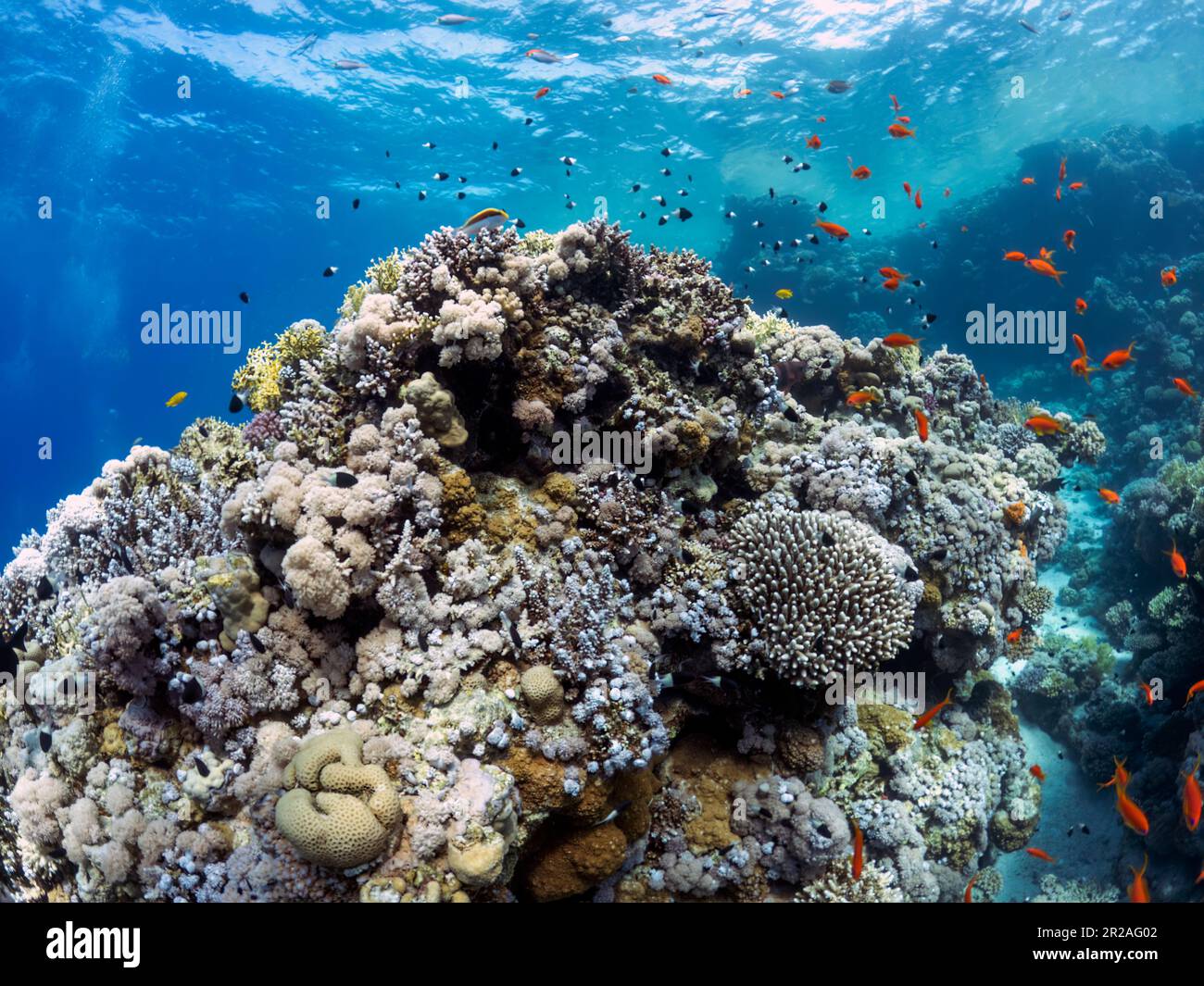 Coral reefs in the Red Sea, Egypt Stock Photo - Alamy