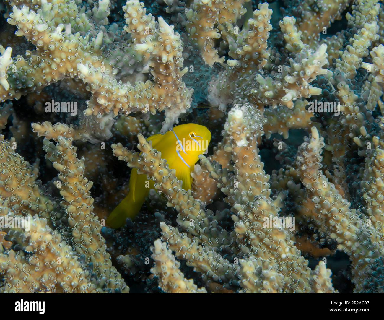 Lemon Coral Goby (Gobiodon citrinus) in the Red Sea, Egypt Stock Photo ...