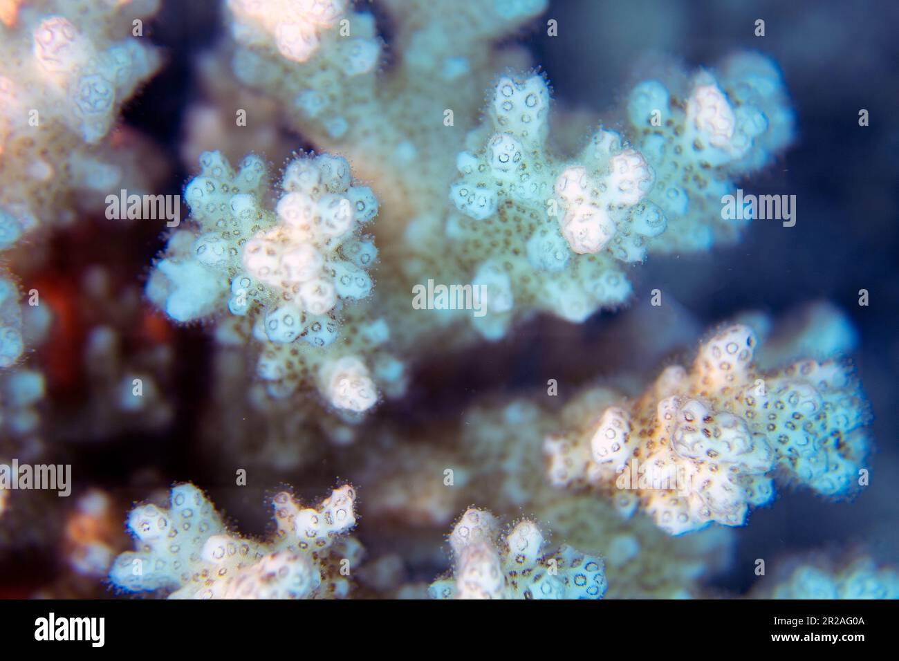 Intricate polyps hi-res stock photography and images - Alamy