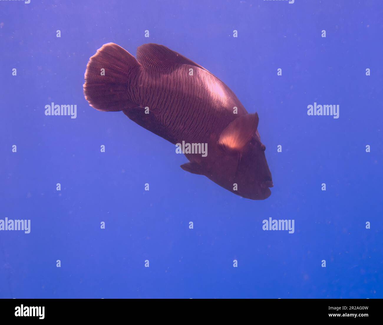 A Napoleon Wrasse (Cheilinus undulatus) in the Red Sea Stock Photo - Alamy